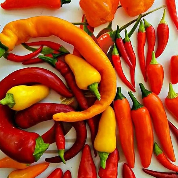Hot Variety Pepper Mix Seeds - Mix Chili Pepper Seeds Hot Pepper Seeds ...