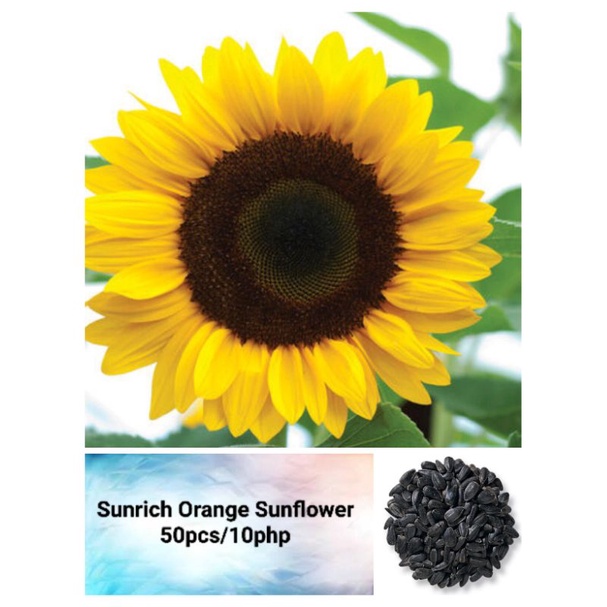 Sunflower "Sunrich Orange" Seeds (50pcs) | Shopee Philippines