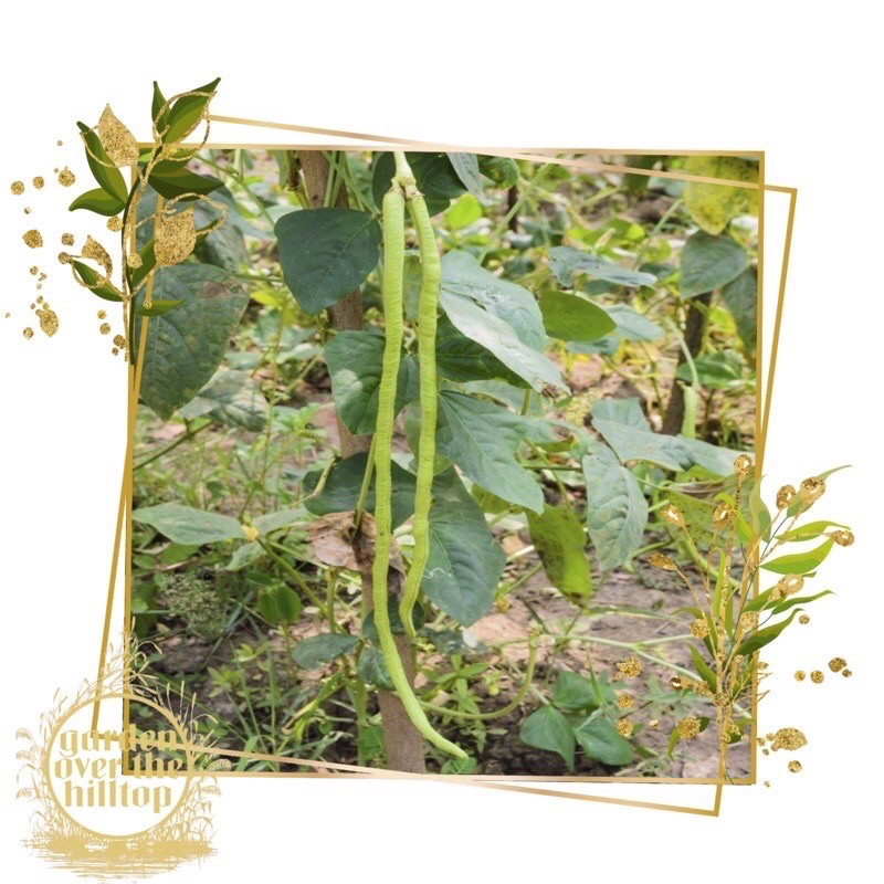 yard long string beans/sitaw seeds - red/black | Shopee Philippines