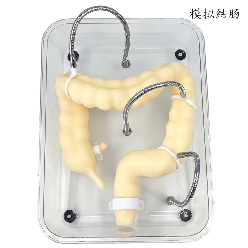 colon structure model Colonoscopy training model Flexible virtual ...