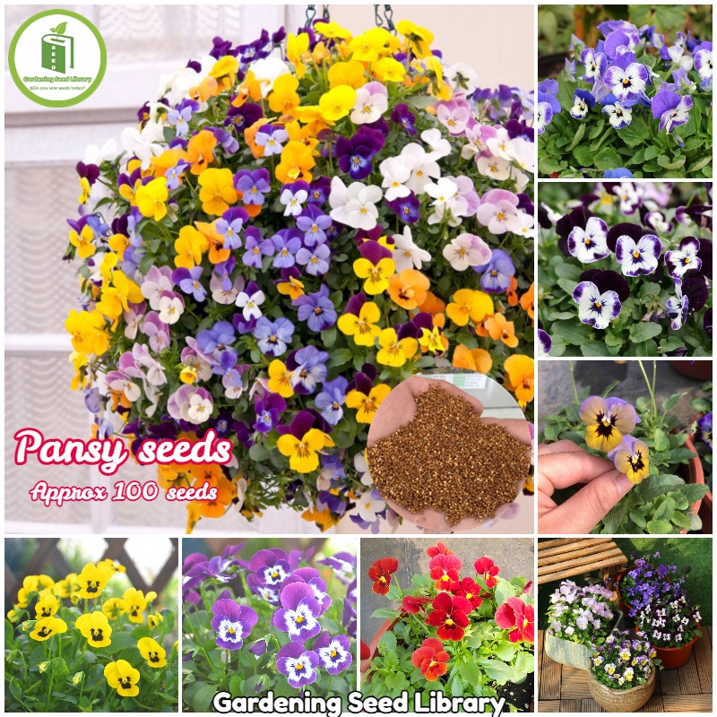 Rare Flower Seeds 100pcs Mixed-colors Pansy Seed (Seeds for planting ...