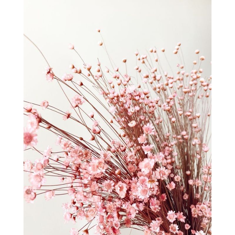 mini star flower/ Dried flower/ Real Flower | Shopee Philippines