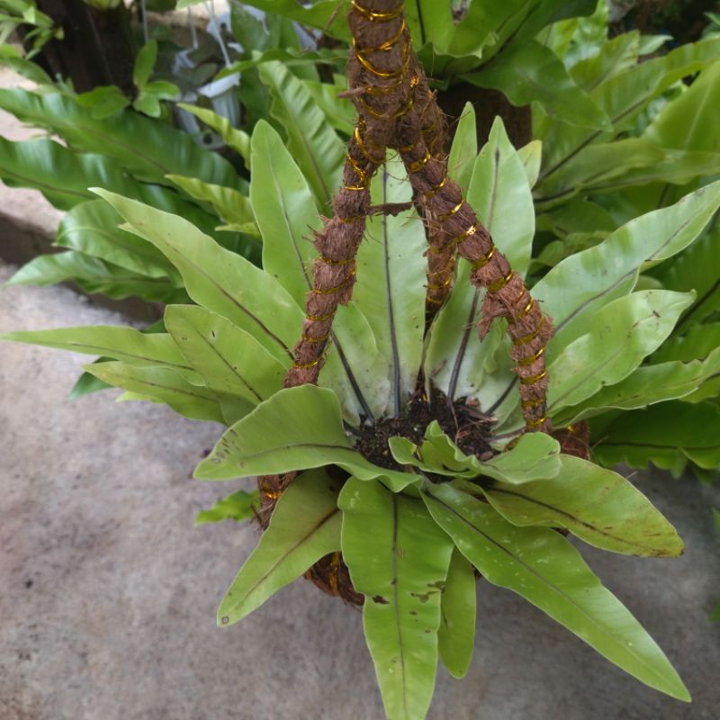 Hanging Dapo with coco pot | Shopee Philippines