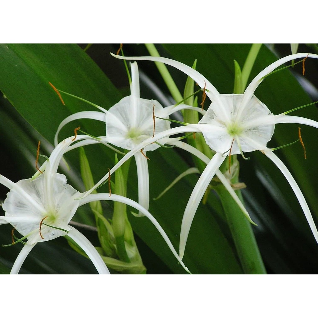 Amaryllis Bulb Lerio Flower | Shopee Philippines