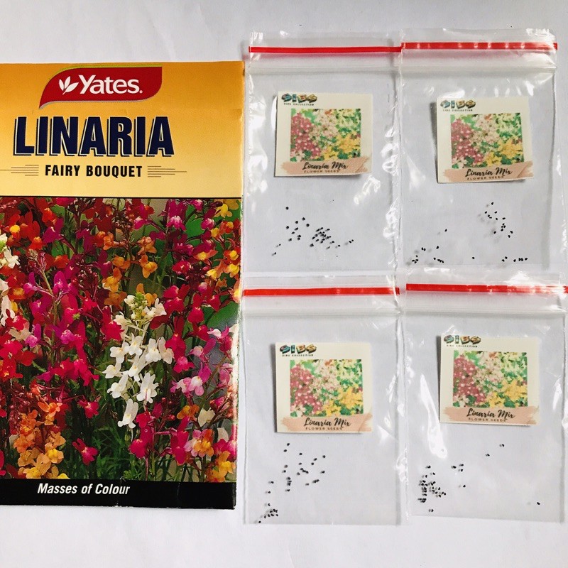Linaria Fairy Bouquet Flower Plant Seed / Flower Seeds | Shopee Philippines
