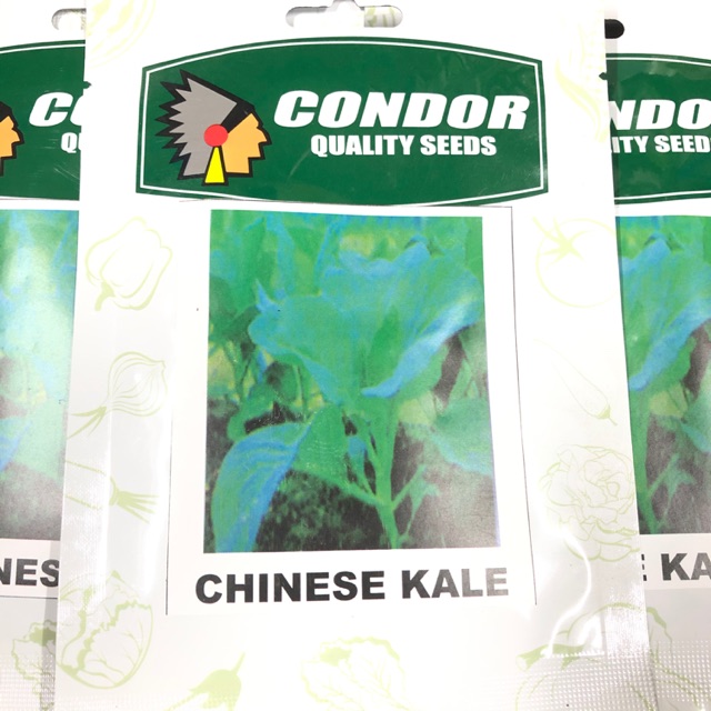 KALE SEEDS PACK SIZE - CONDOR CHINESE KALE CHINESE BROCCOLI SEEDS ...