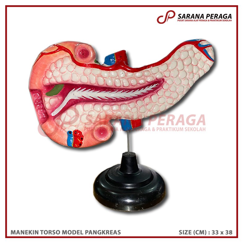 Means Of Peraga - Pancreas Torso Mannequin - Educational Aid | Shopee ...