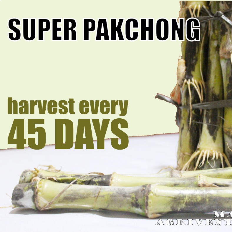 SUPER Napier Grass PAKCHONG for Ruminants KAMBING BAKA at TUPA | Shopee ...
