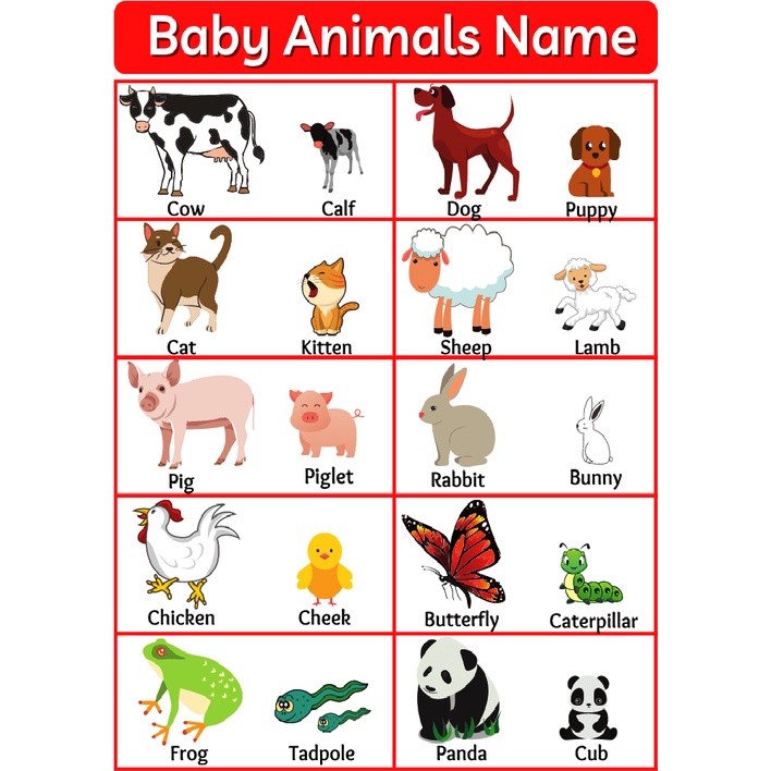 ANIMALS POSTERS, Animals Charts, Laminated Educational chart for kids ...