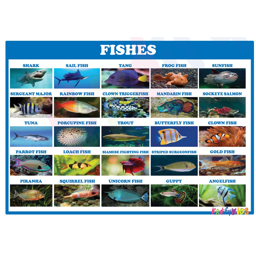 Animals Educational Wall Chart & Kids Learning Materials - A4 Size ...