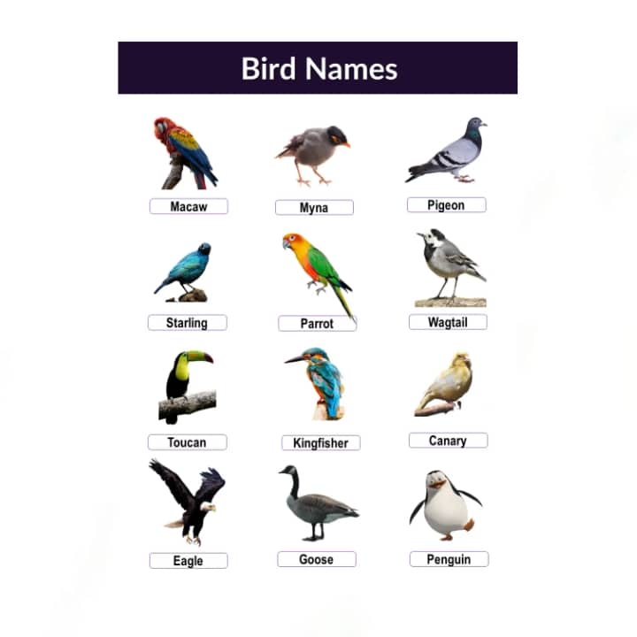 Bird Names, Laminated Educational Charts for Kids and Students, Birds ...