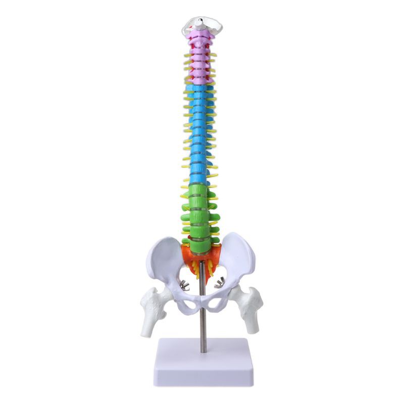45cm Flexible Human Spinal Column Vertebral Lumbar Curve Anatomical ...