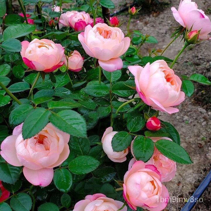 Heroom Chinese Rose Gradient Multi-Color Rose Balcony Potted Work ...