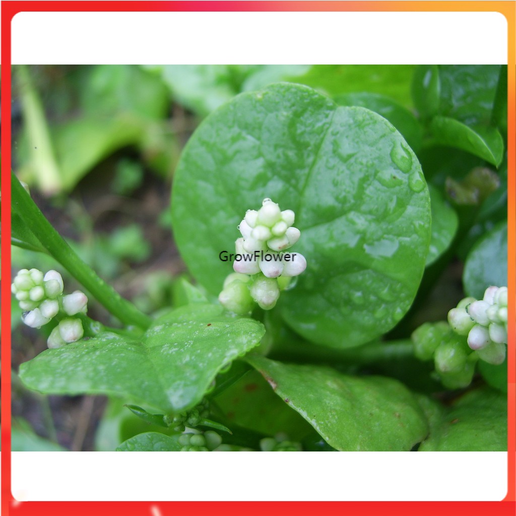 Alugbati Green Leaf Malabar Spinach Seeds Vegetable 10 Pcs | Shopee ...