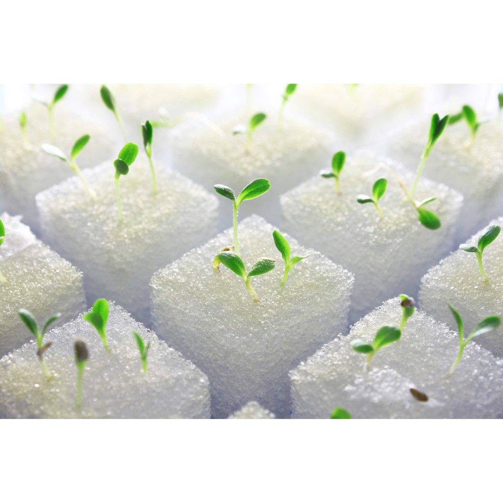 FV 4cm High Hydroponic Foam 100 Cube | hydroponic sponge foam for ...