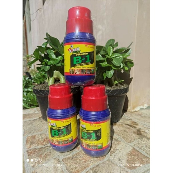 Vitamin B1 with Humic and Alpha Amino Acid Cactus Plant Growth Rooting ...