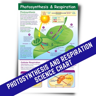 PHOTOSYNTHESIS AND RESPIRATION POSTERS CHARTS I ALL ABOUT SCIENCE ...