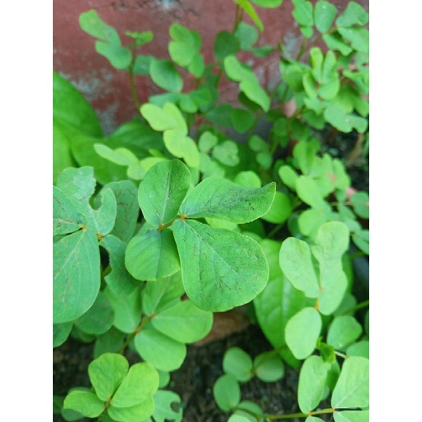 Senna alata Plant (acapulco) LEAVES 10PCS | Shopee Philippines