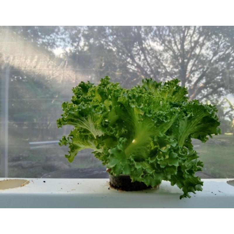 Lalique Rz lettuce 100pills lactuca Batavia | Shopee Philippines