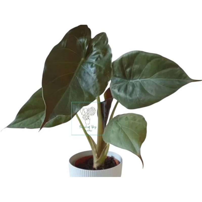 Rare Alocasia Wentii Rare Plants Solidly Rooted Live Plants | Shopee ...