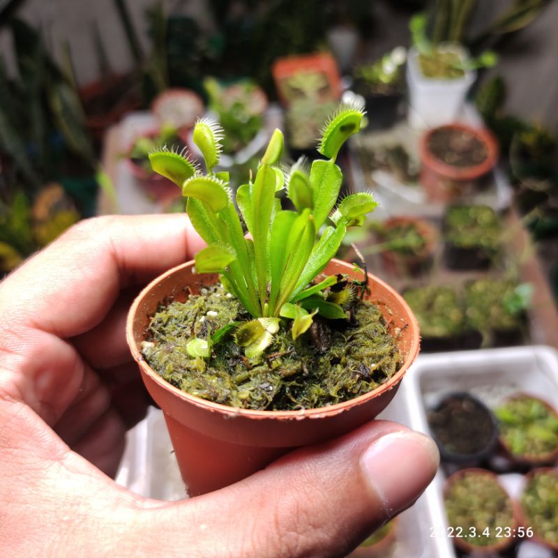 Venus Flytrap | Pan's Goddess | Very Rare | Shopee Philippines