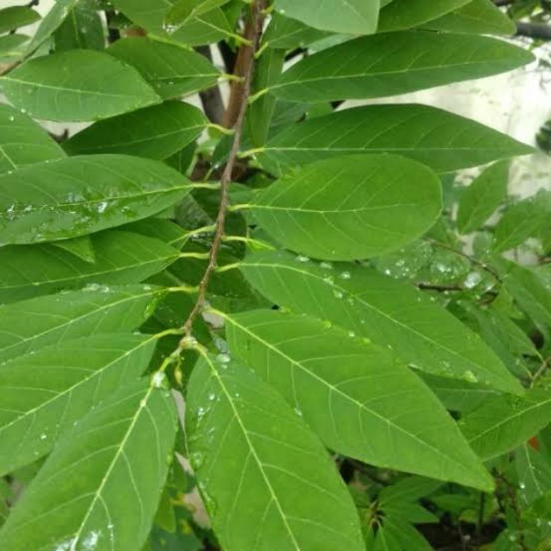 Atis Leaves 80 pcs per pack | Shopee Philippines