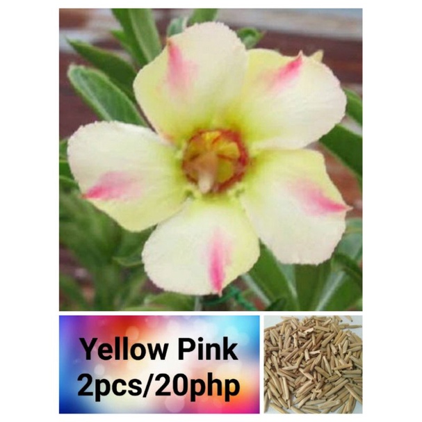 Adenium Obesum "Yellow Pink" Seeds (2pcs) | Shopee Philippines