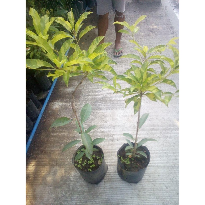 Variegated Chico Grafted Seedling | Shopee Philippines