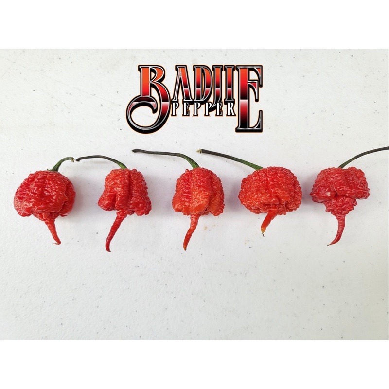 Red Carolina Reaper Chili Pepper Isolated Seeds (120 pcs) | Shopee ...