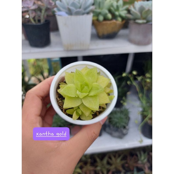 Xantha gold haworthia | Shopee Philippines