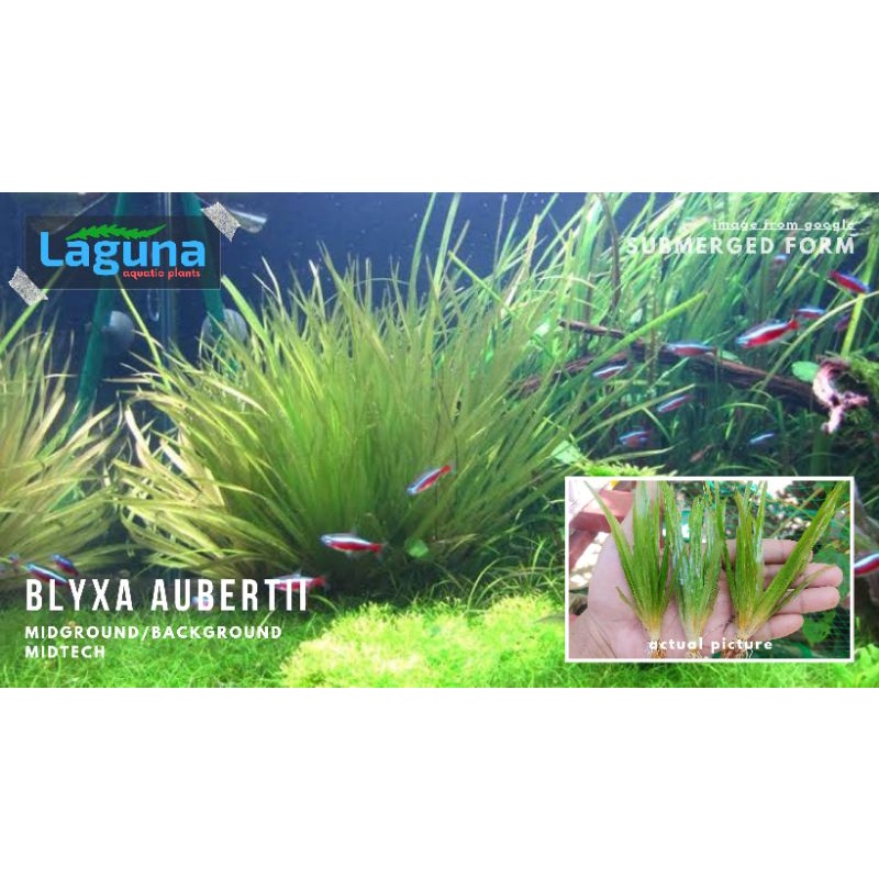 Blyxa Aubertii "lowtech aquatic plants" (1-2 pc) | Shopee Philippines