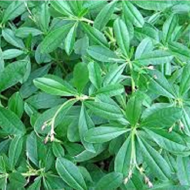 KULITIS SEED`S "PHILIPPINE SPINACH" TALILONG | Shopee Philippines