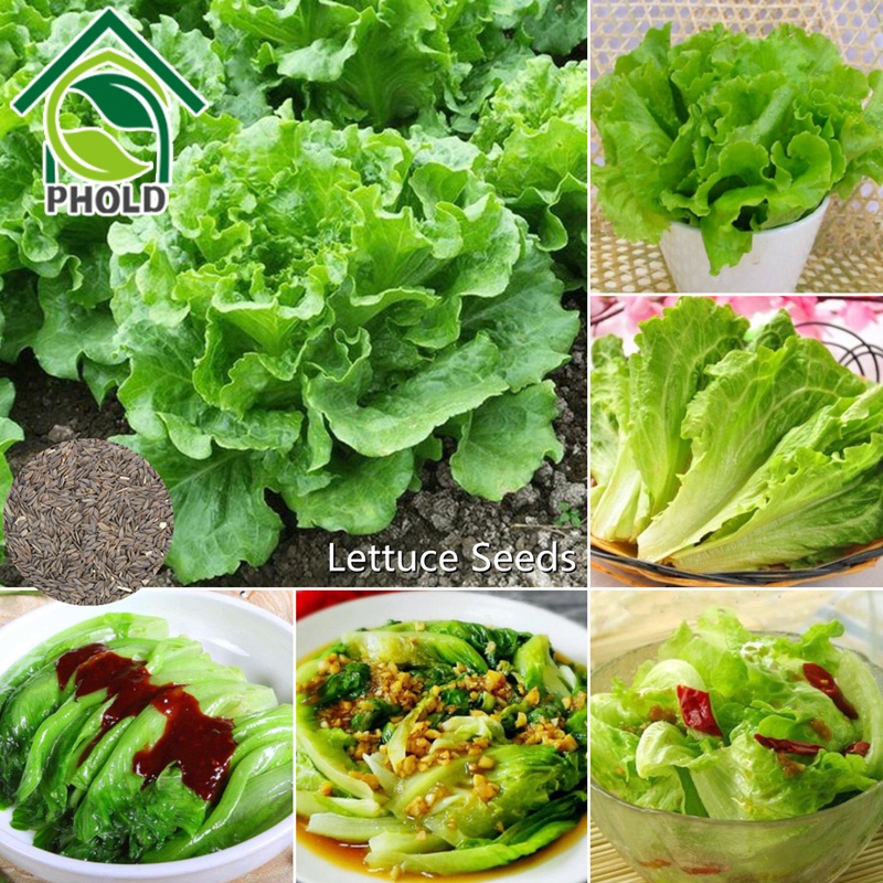 100pcs Good Quality Lettuce Seeds for Planting Hydroponics Green ...