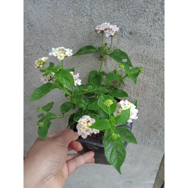 Lantana White Flower for reference seed ling bag | Shopee Philippines