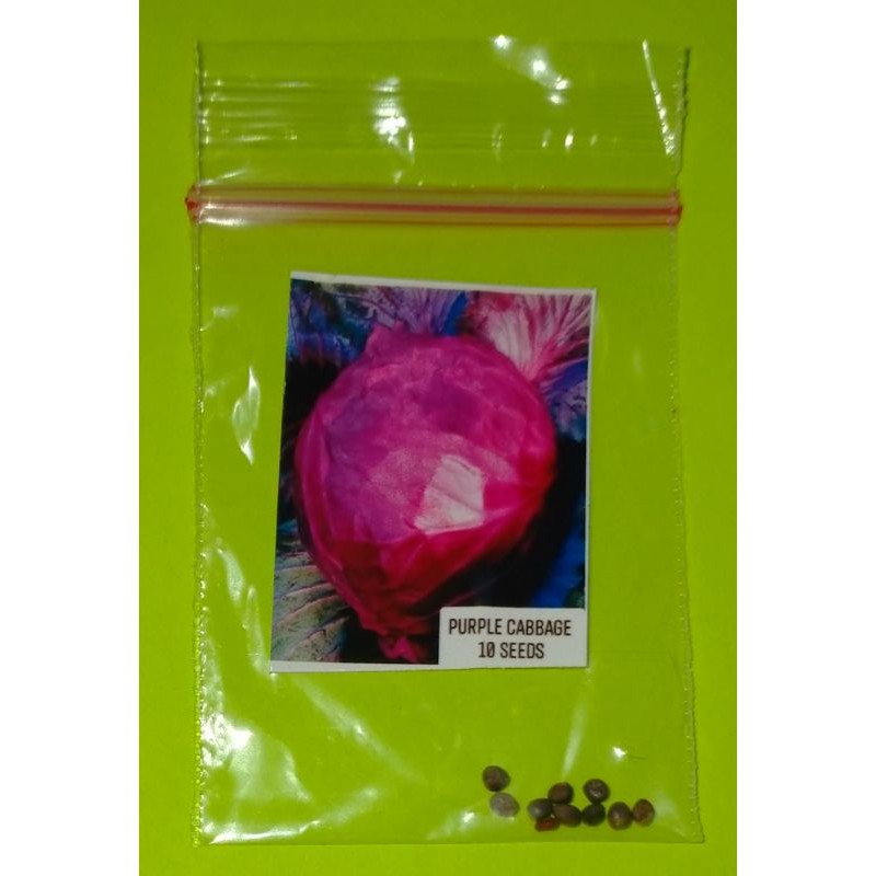 Purple Cabbage 10 seeds | Shopee Philippines
