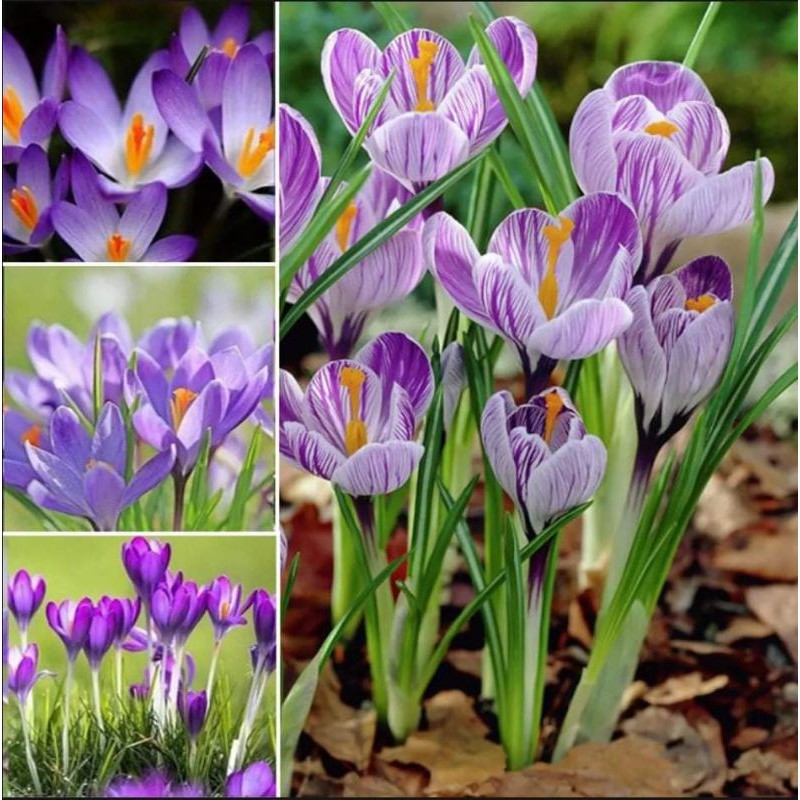 Crocus Sativus Saffron flower Seeds | Shopee Philippines