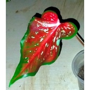 Starburst Caladium live Plant | Shopee Philippines
