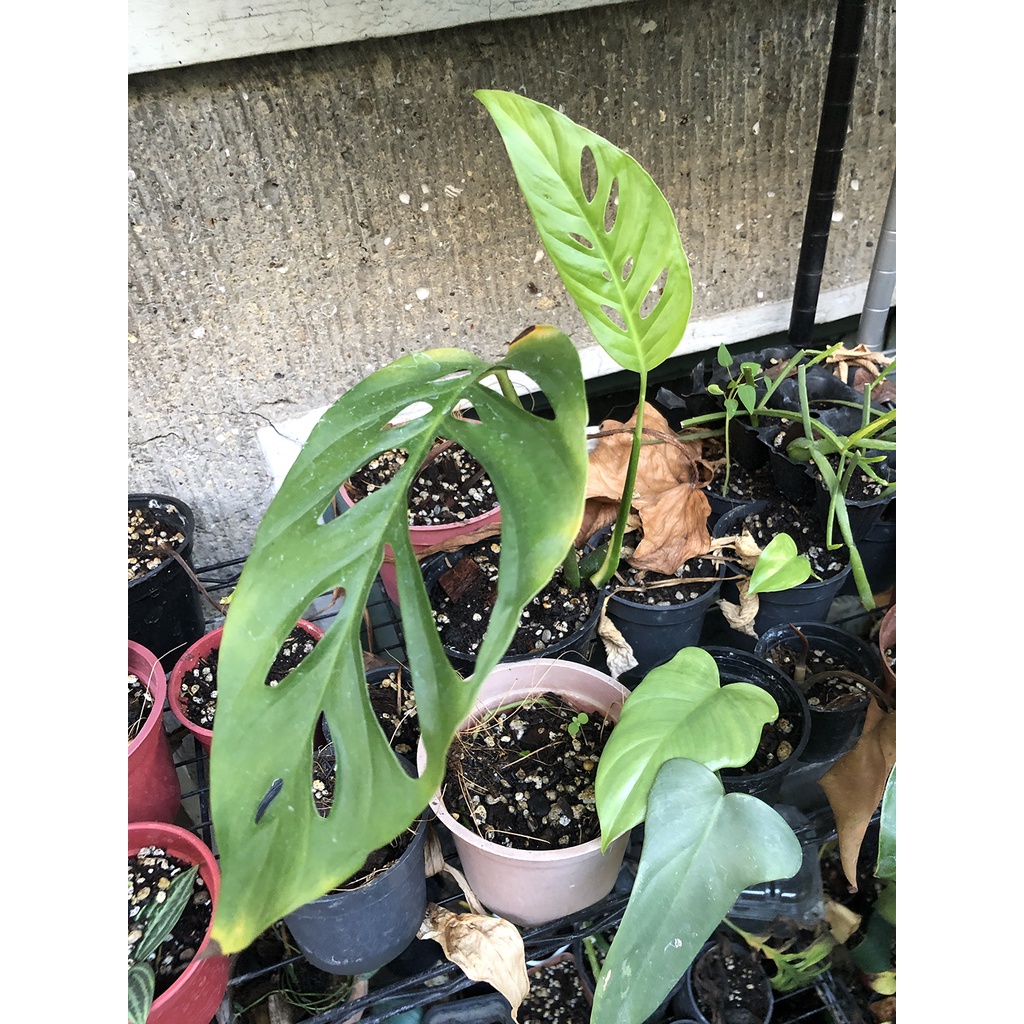Monstera adansonii sp var blanchetii schott live aroid plant | Shopee ...