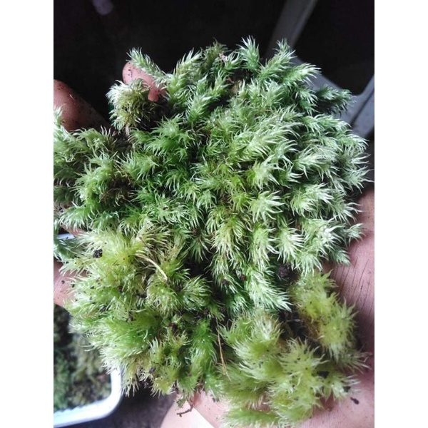 live moss mix all kind of live moss | Shopee Philippines