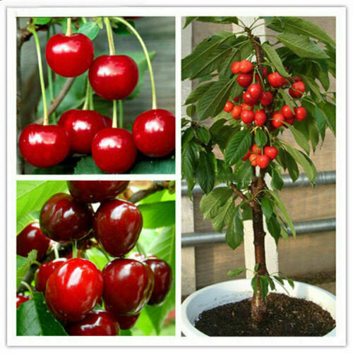 50pcs Cherry Tree Seeds Sweet Edible Juicy Fruit Tasty Bonsai Plants in ...