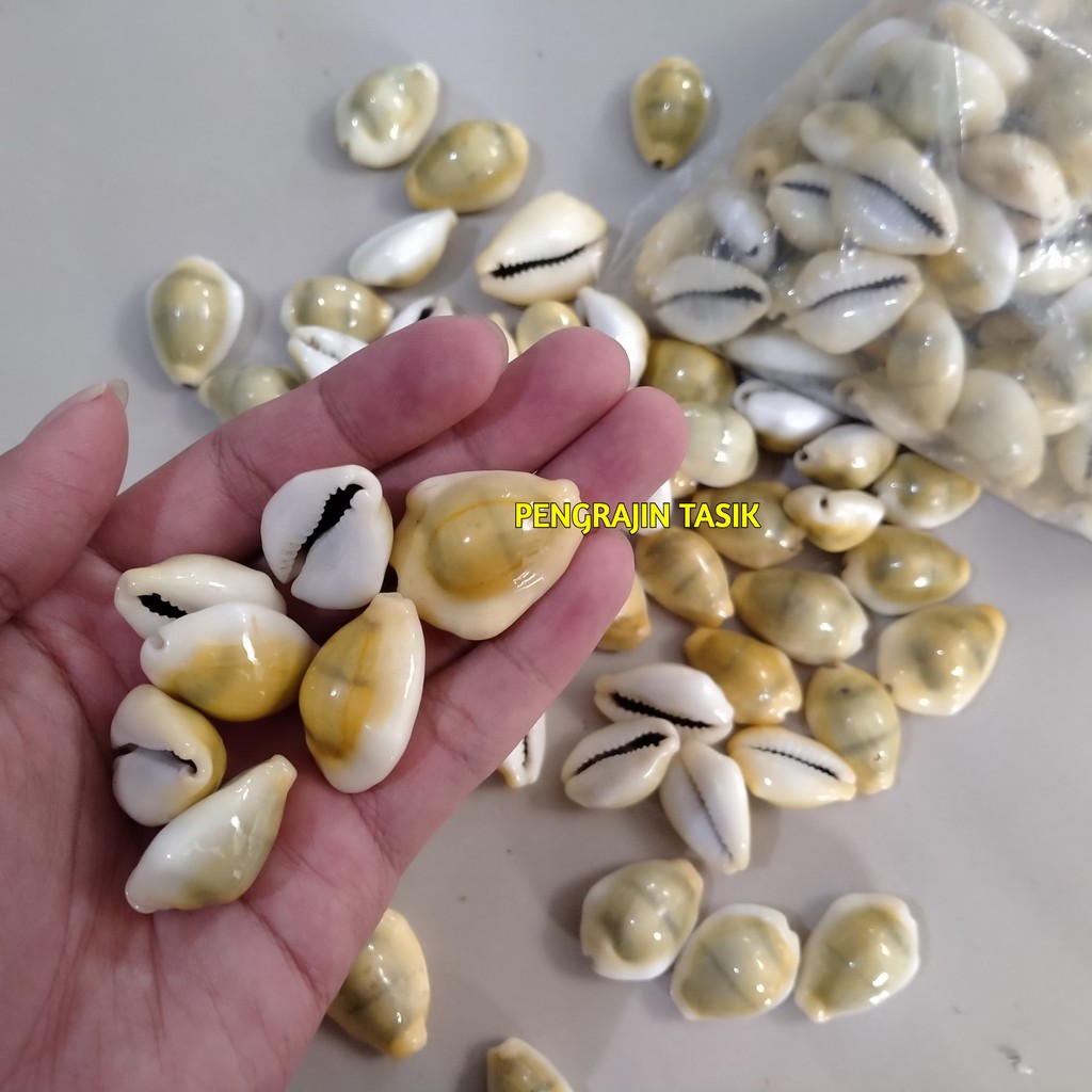 Original Large Shell Seeds 100pcs Kuwuk Bekel Seeds Original Kuwuk ...