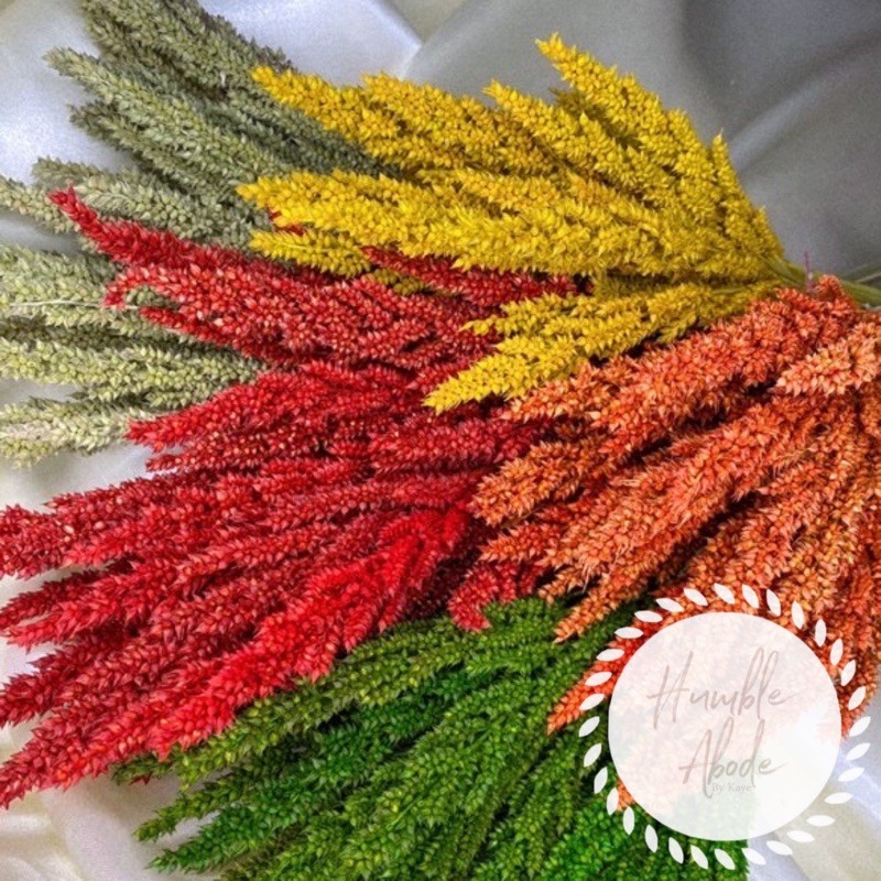 Dried Flower | Dried Hare Grass | Dried Trigo | Shopee Philippines