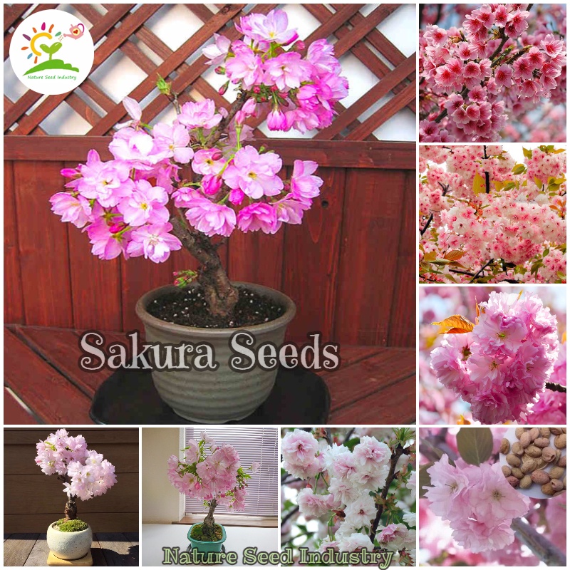 Sakura Seeds for Planting 30 seedspack, - Japanese Cherry Blossoms ...