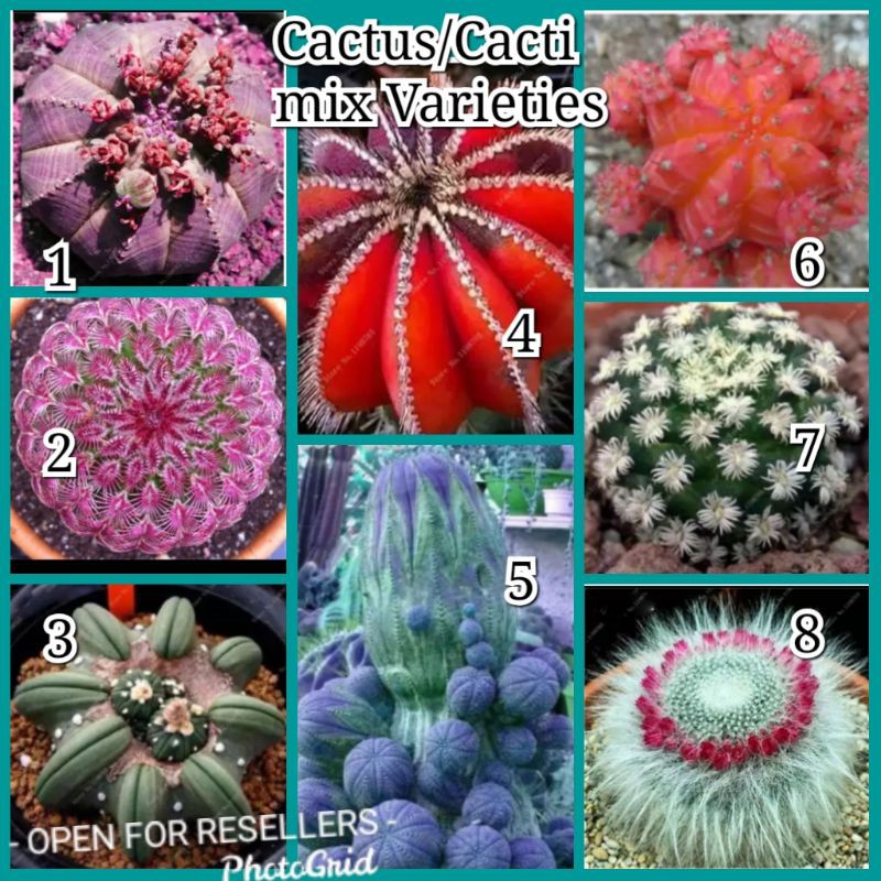 Rare Cactus seeds mix 50 Varieties imported from korea (w/ instructions ...