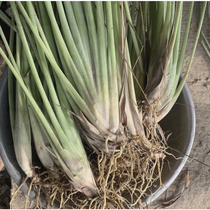 Tanglad / Lemon Grass Pantanim | Shopee Philippines