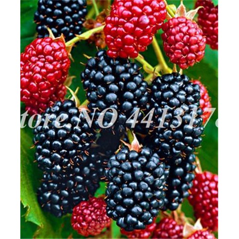 Multi-Color Raspberry Bonsai 200 Pcs Seeds Mix Succulent Raras ...
