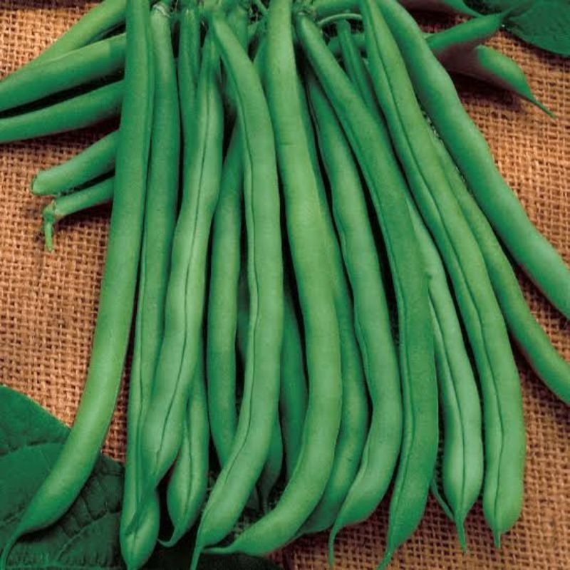 French Beans or Baguio Beans Black Seeds | Shopee Philippines