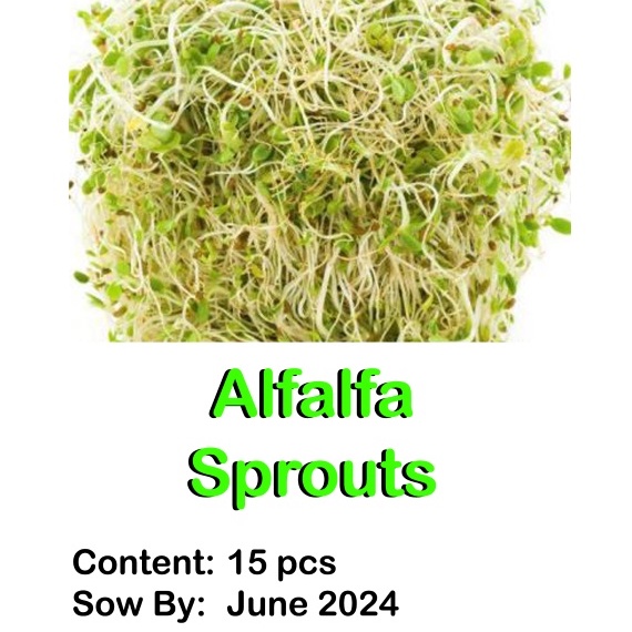 Herbs Seeds Sweet Basil Kintsay Celery Parsley Wansoy Chives Peppermint ...