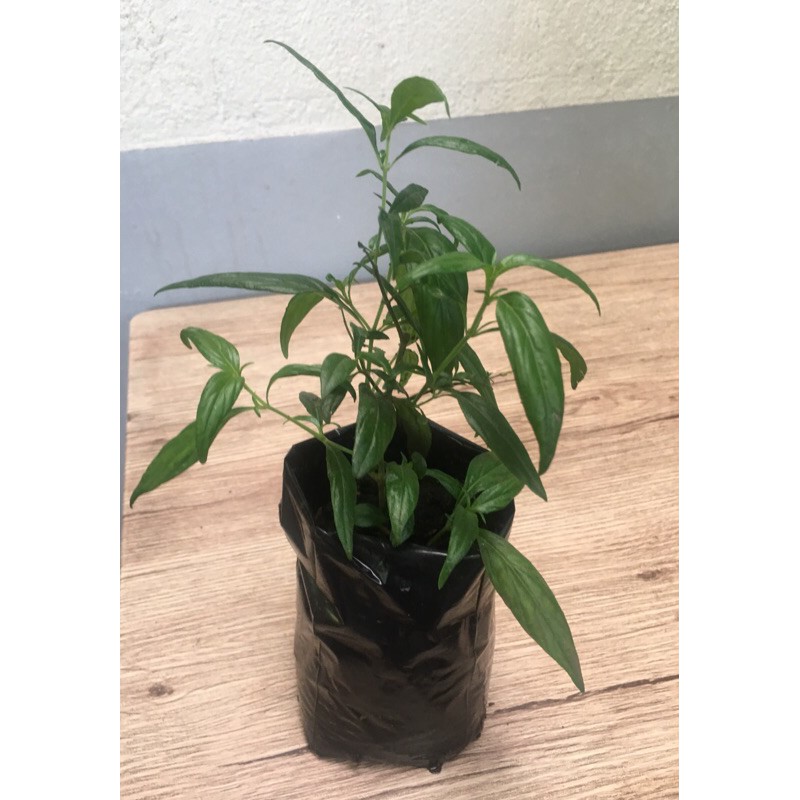 Live Serpentina in a pot - 3 pcs with roots with soil with ready to ...