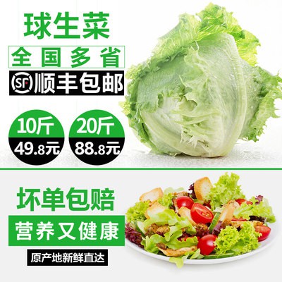 10kg ball lettuce fresh vegetable burger lettuce ball lettuce Western ...